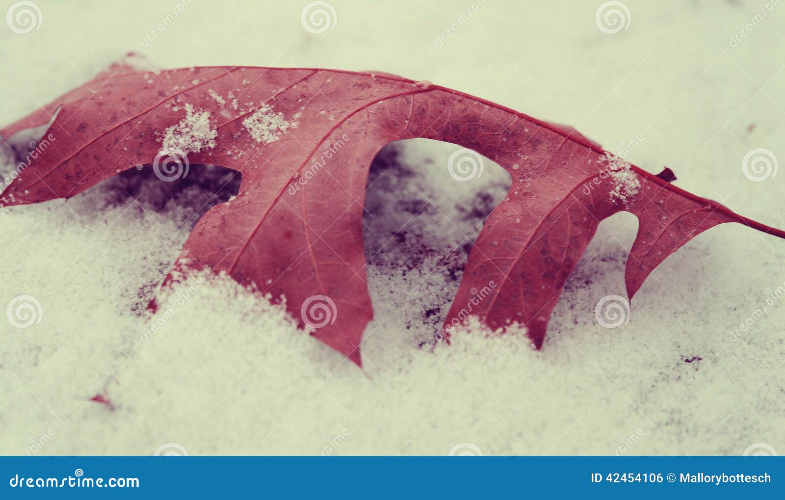 Red Leaf in Snow stock photo. Image of leaf, beautiful - 42454106