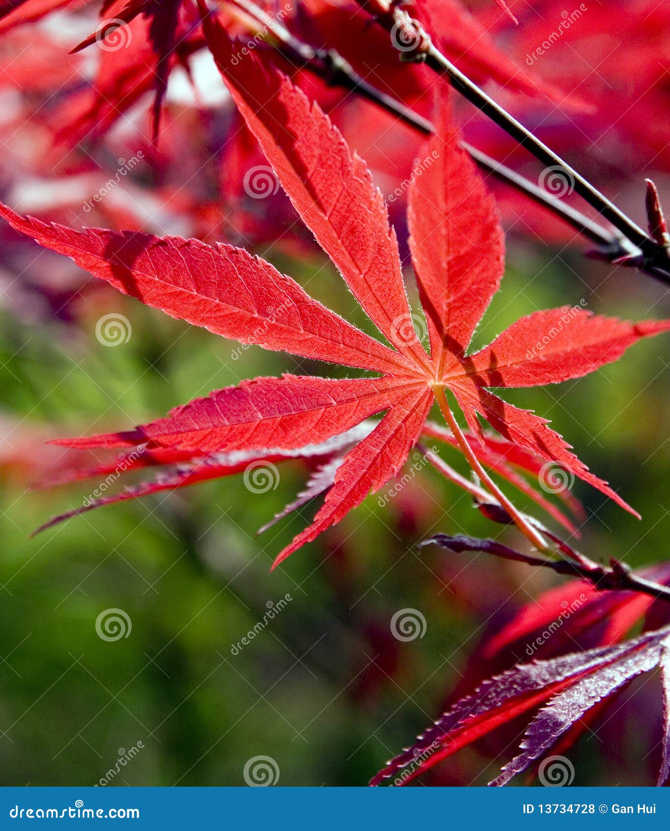 Red leaf in spring stock photo. Image of autumn, light - 13734728