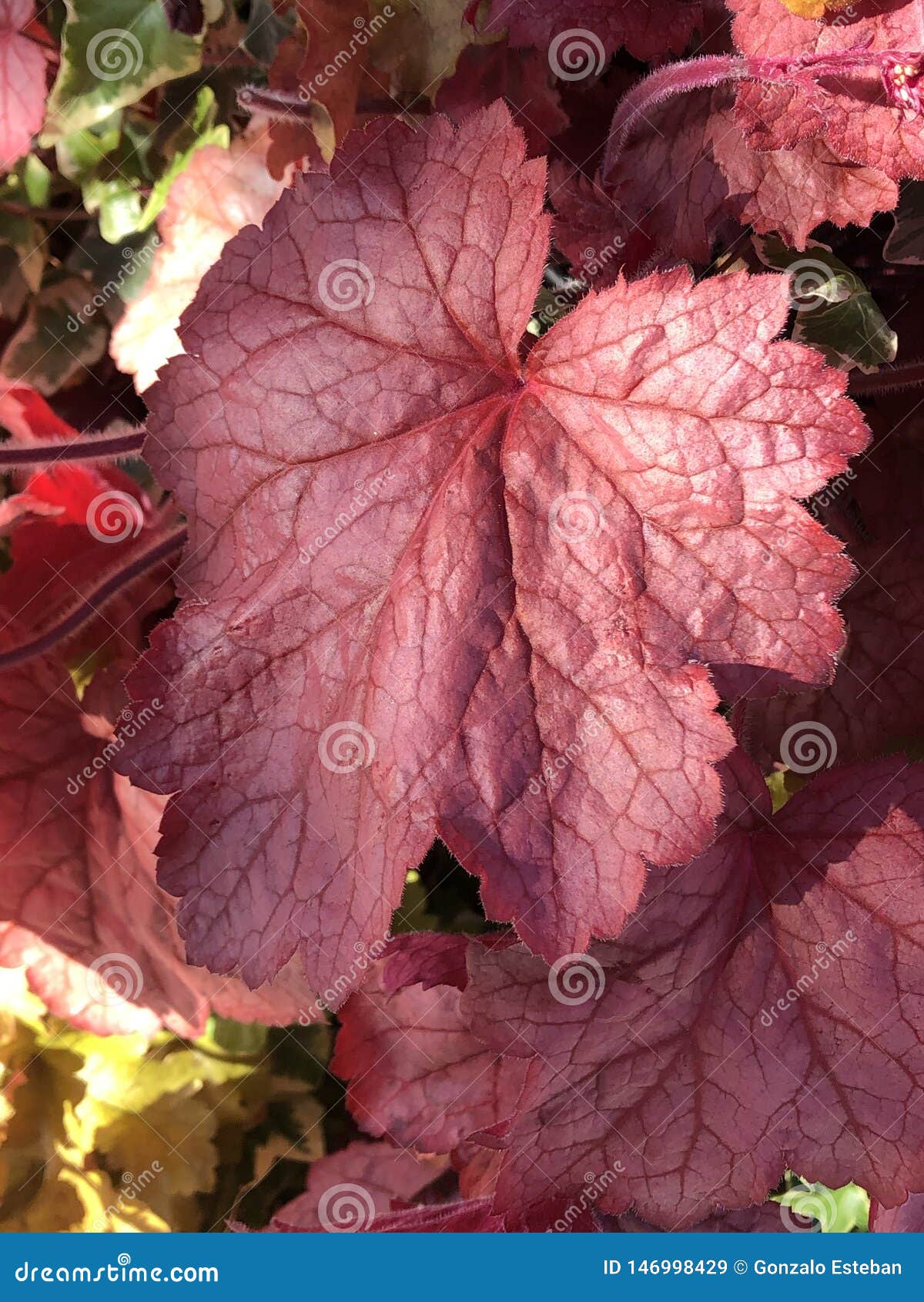Red leaf in spring stock image. Image of floral, macro - 146998429