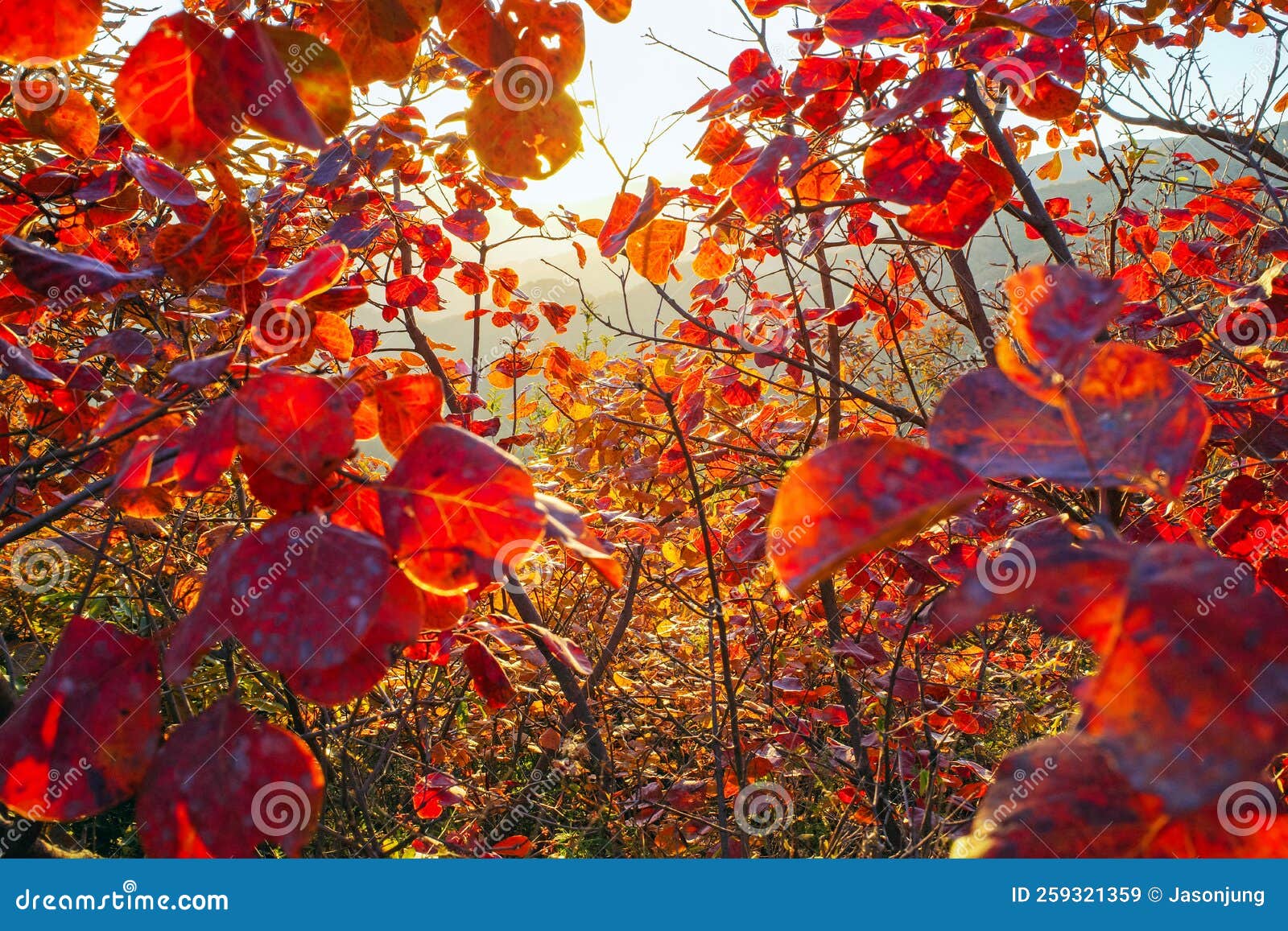 Red Leaf in Sunlight in Autumn Stock Image - Image of forest, fall ...