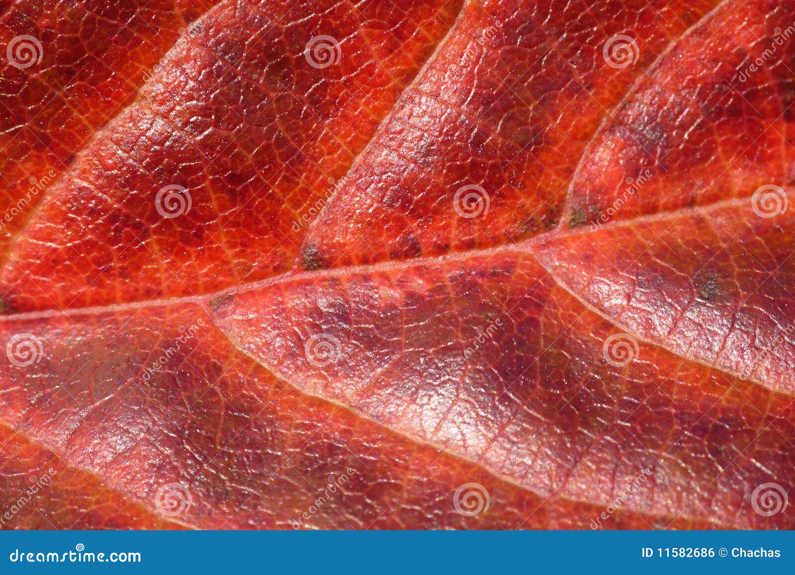 Red Leaf Texture stock photo. Image of nature, shades - 11582686