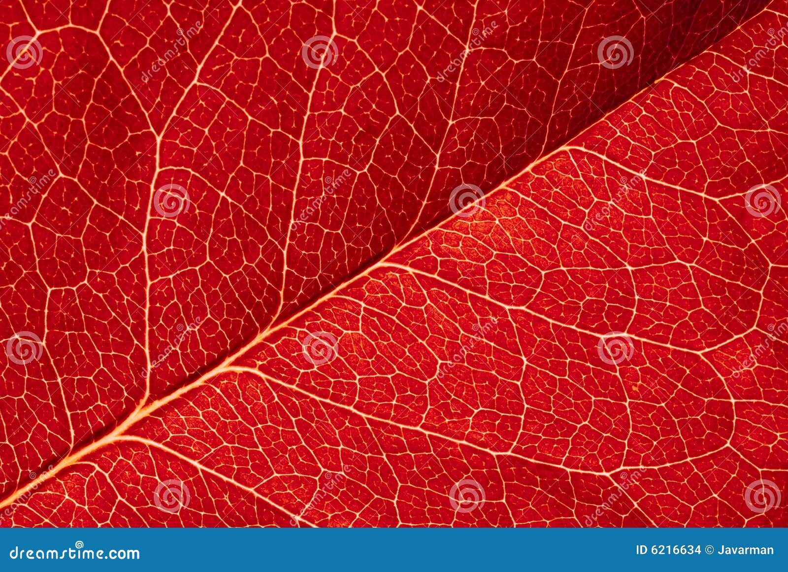 Red leaf texture stock photo. Image of texture, leaf, growth - 6216634