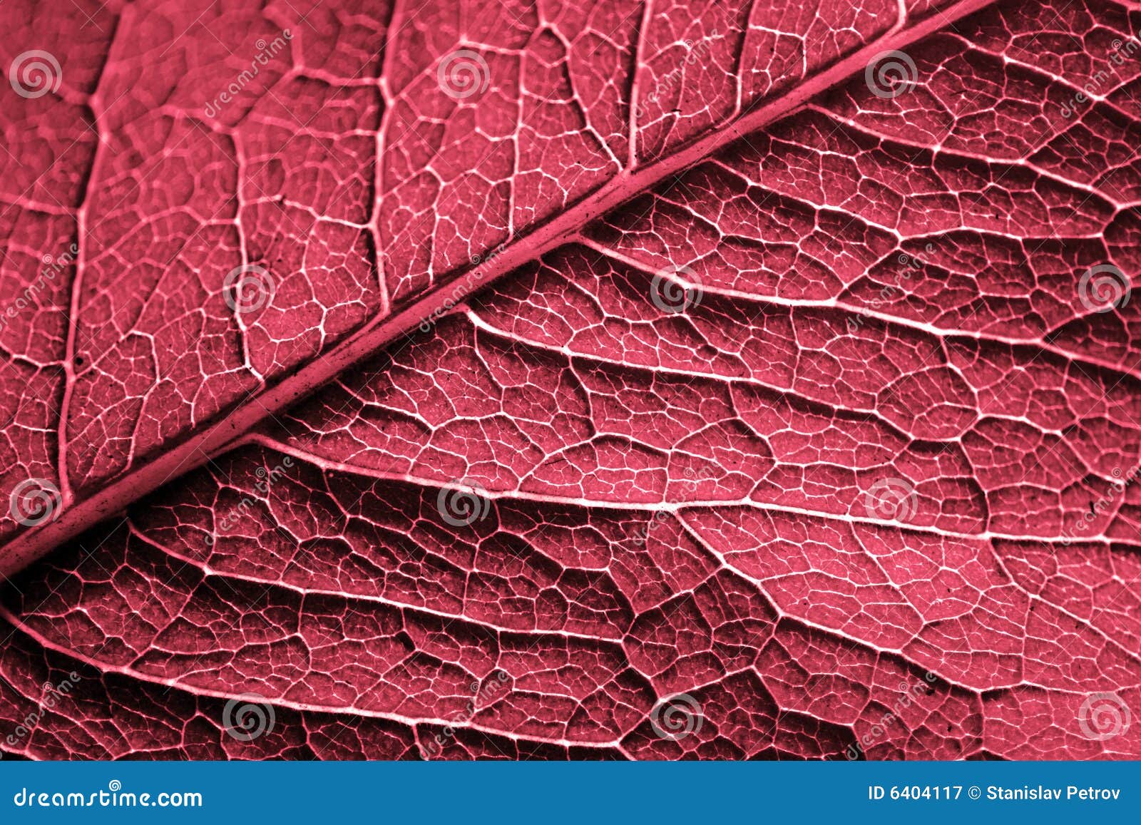 Red leaf texture stock image. Image of ecology, nature - 6404117