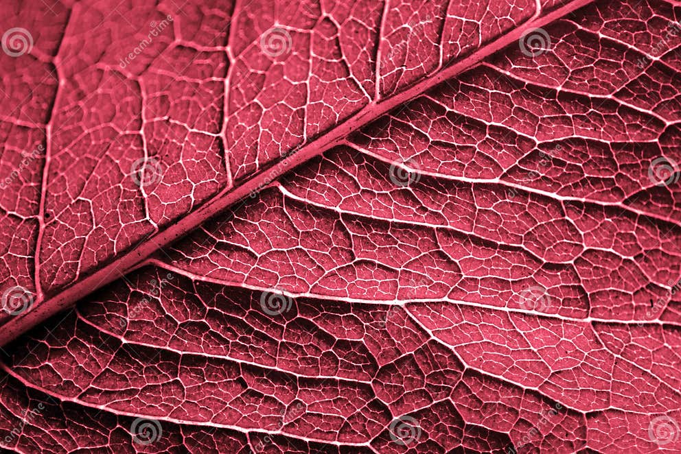 Red leaf texture stock image. Image of ecology, nature - 6404117