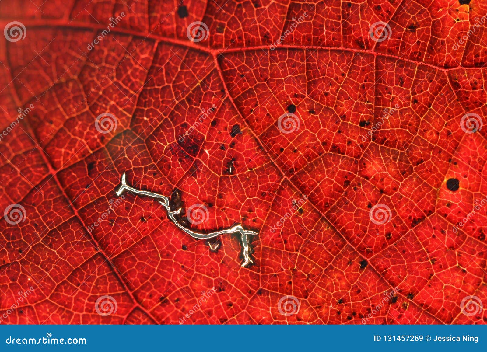 Red leaf texture in autumn stock image. Image of decoration - 131457269