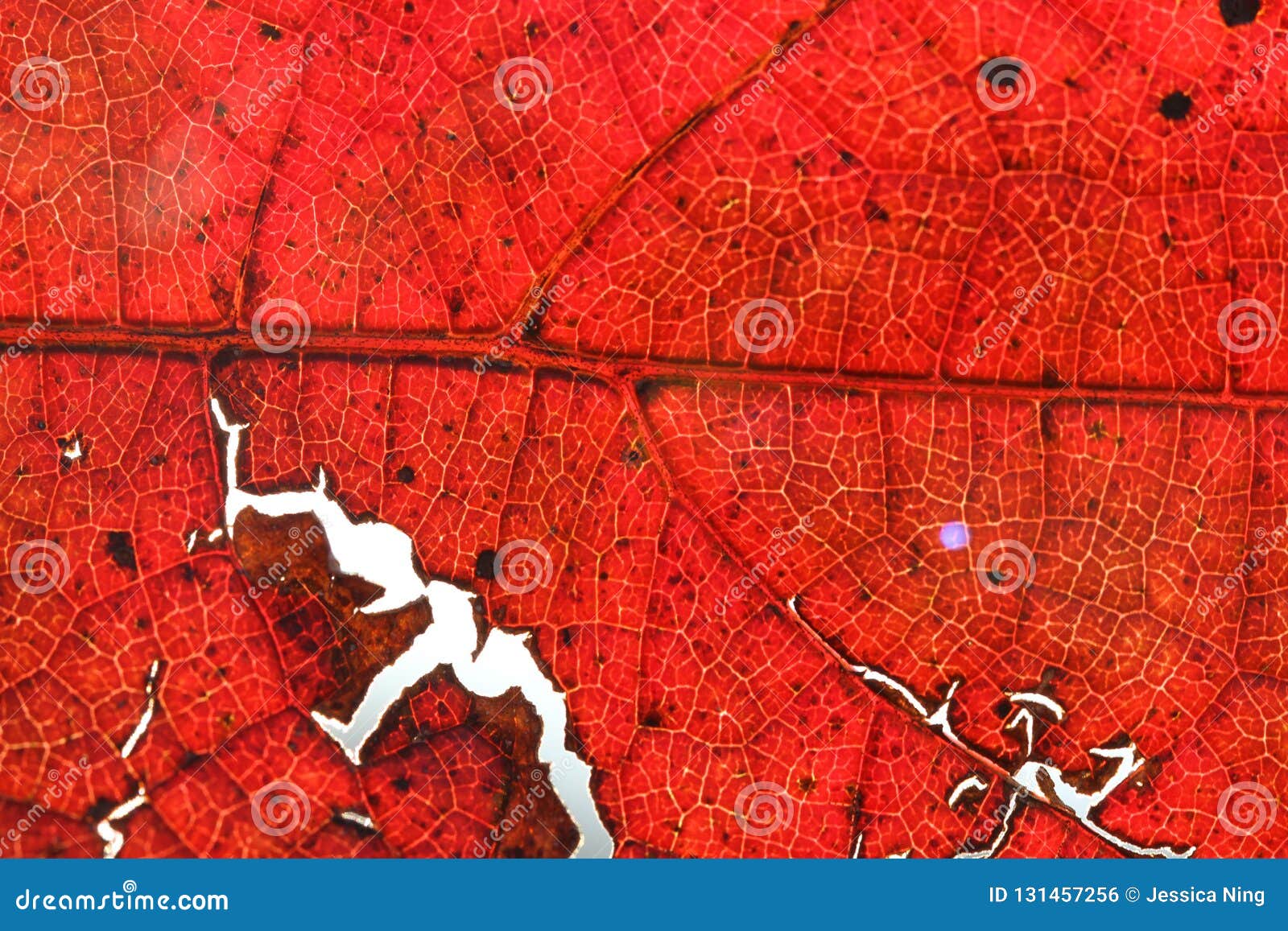 Red leaf texture in autumn stock photo. Image of glorious - 131457256