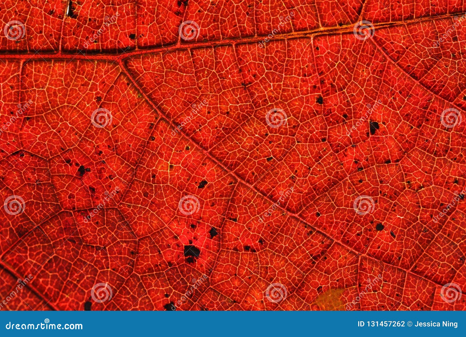 Red leaf texture in autumn stock photo. Image of colors - 131457262
