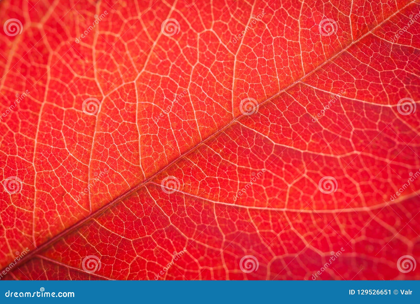 Red Leaf Texture Background Grape, Vine Stock Image - Image of leaf ...