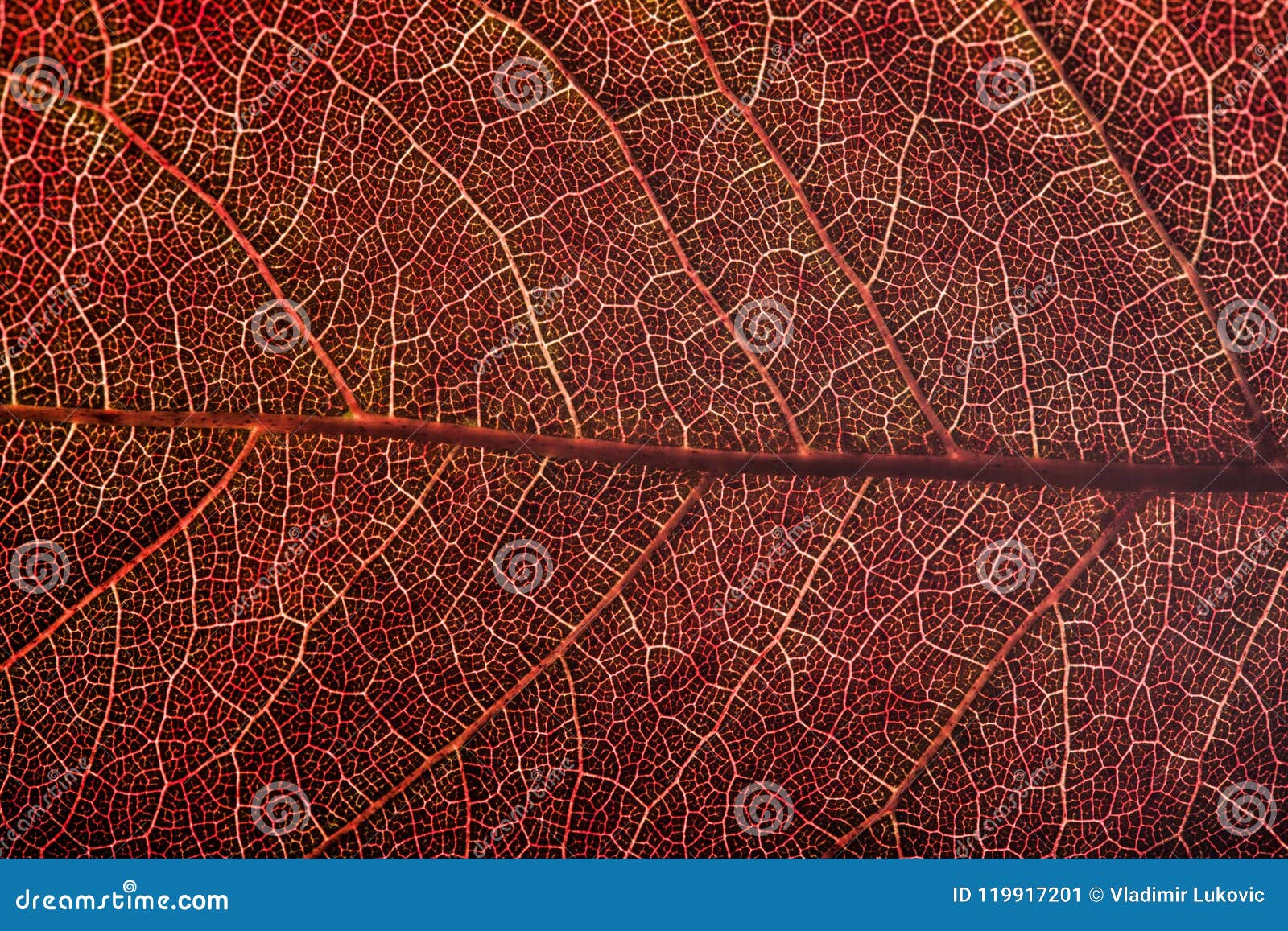 Red leaf texture stock image. Image of fall, colour - 119917201