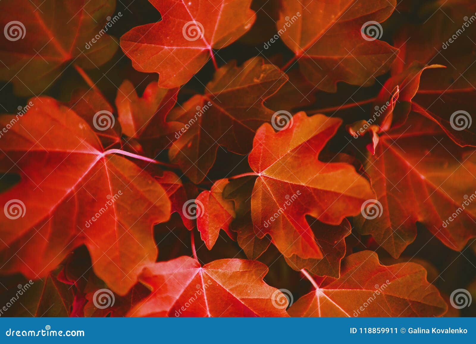 Red Leaf Texture. Leaf Texture Background Stock Image - Image of ...