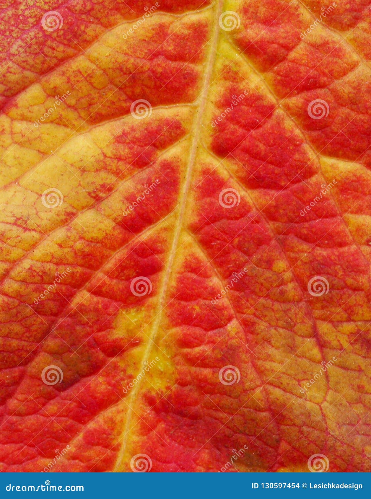 Red Leaf Texture. Minimal Creative Idea. Stock Photo - Image of natural ...