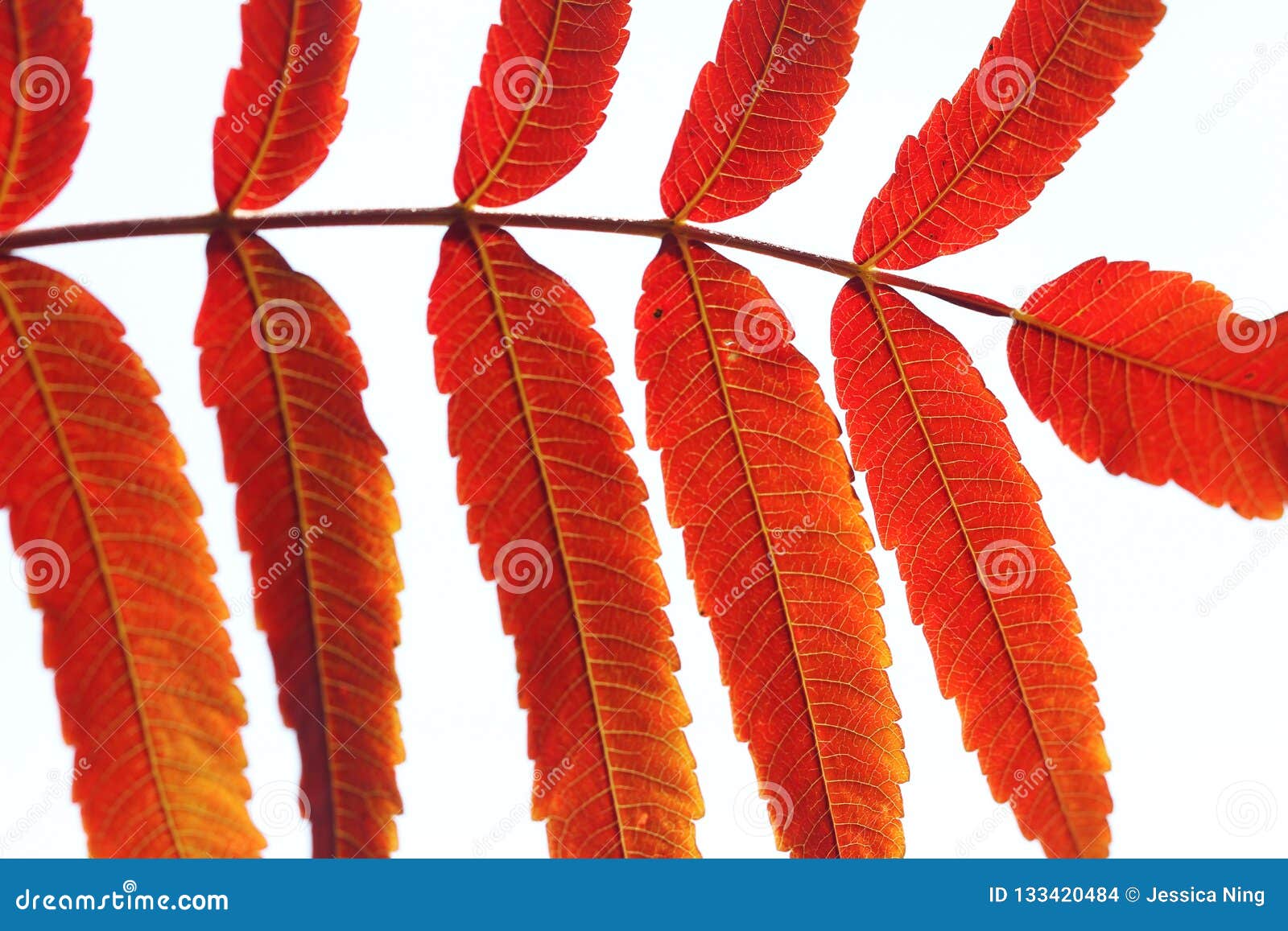 Red Leaf Texture on White Background Stock Photo - Image of green ...