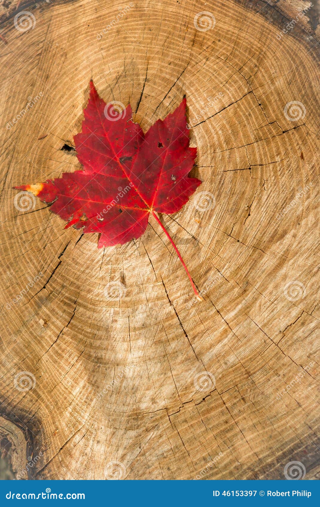 Red Leaf on tree stump stock image. Image of contrast - 46153397