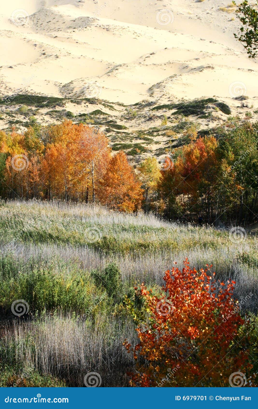 Red-leaf trees stock image. Image of china, fall, 185tuanchang - 6979701
