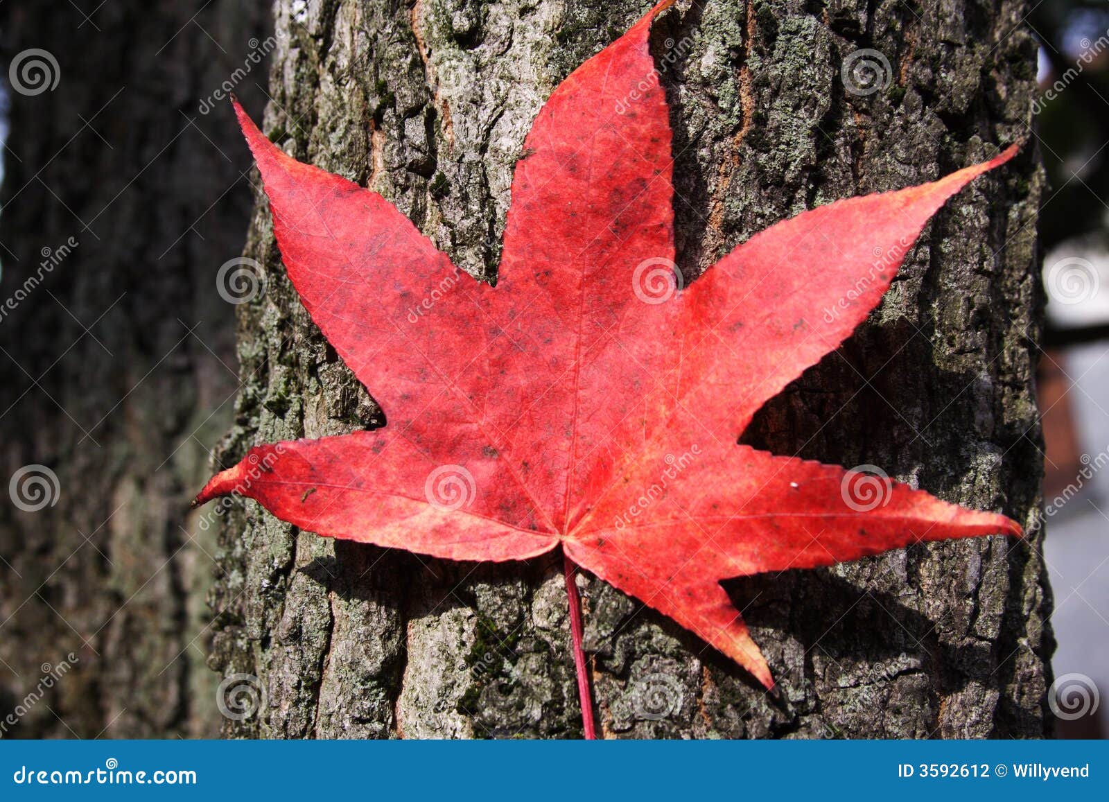 Red leaf on a trunk stock photo. Image of closeup, trunk - 3592612