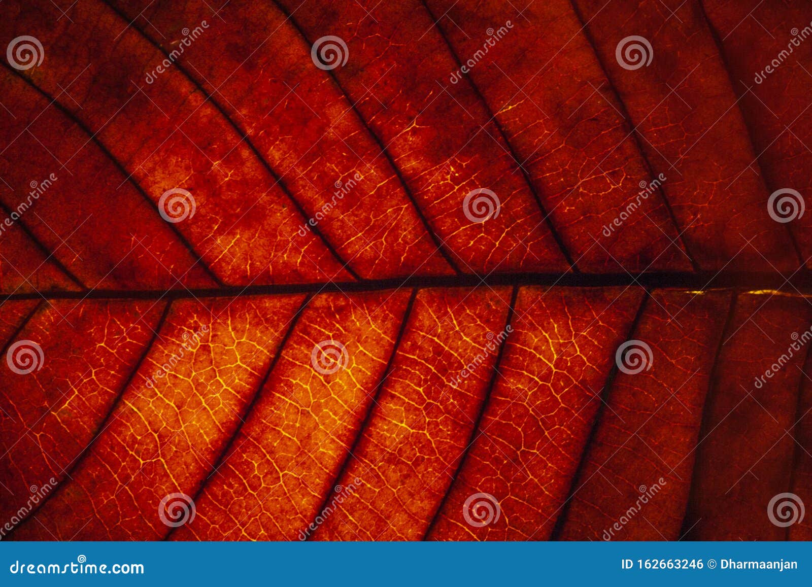Red Leaf Veins Texture Background Stock Photo - Image of lamina, colors ...