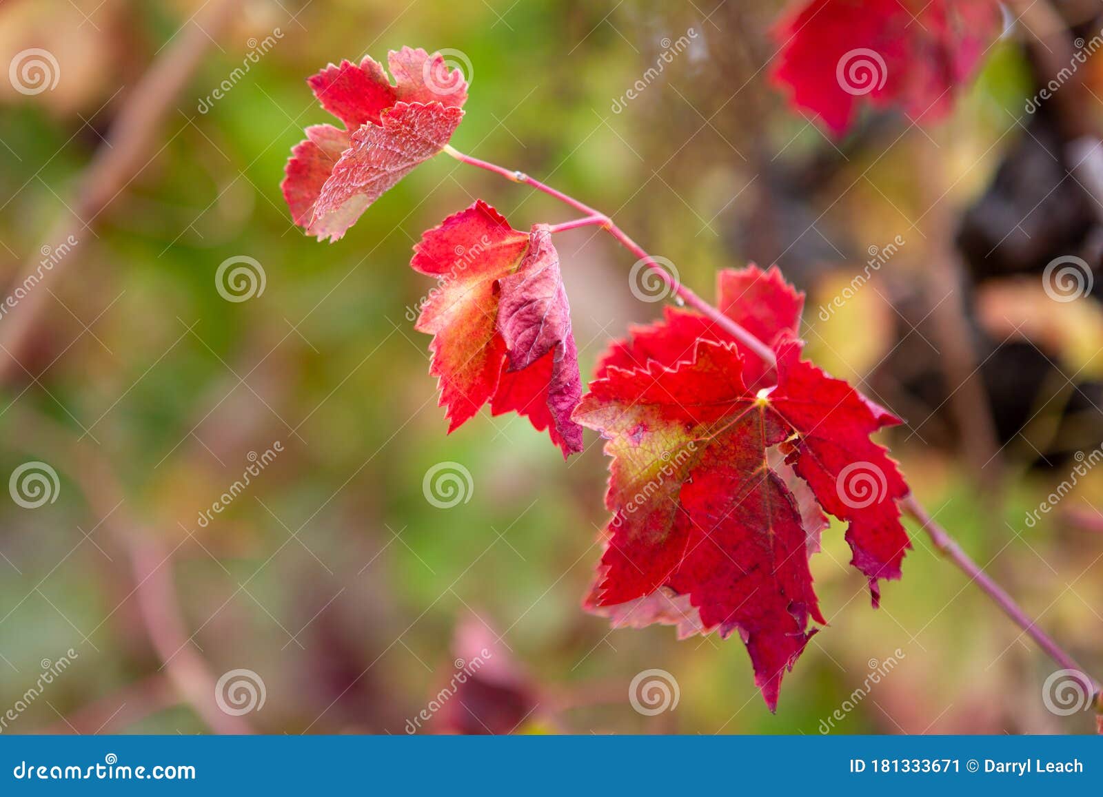 A Red Leaf in the Vineyards on the Fleurieu Peninsula South Australia ...