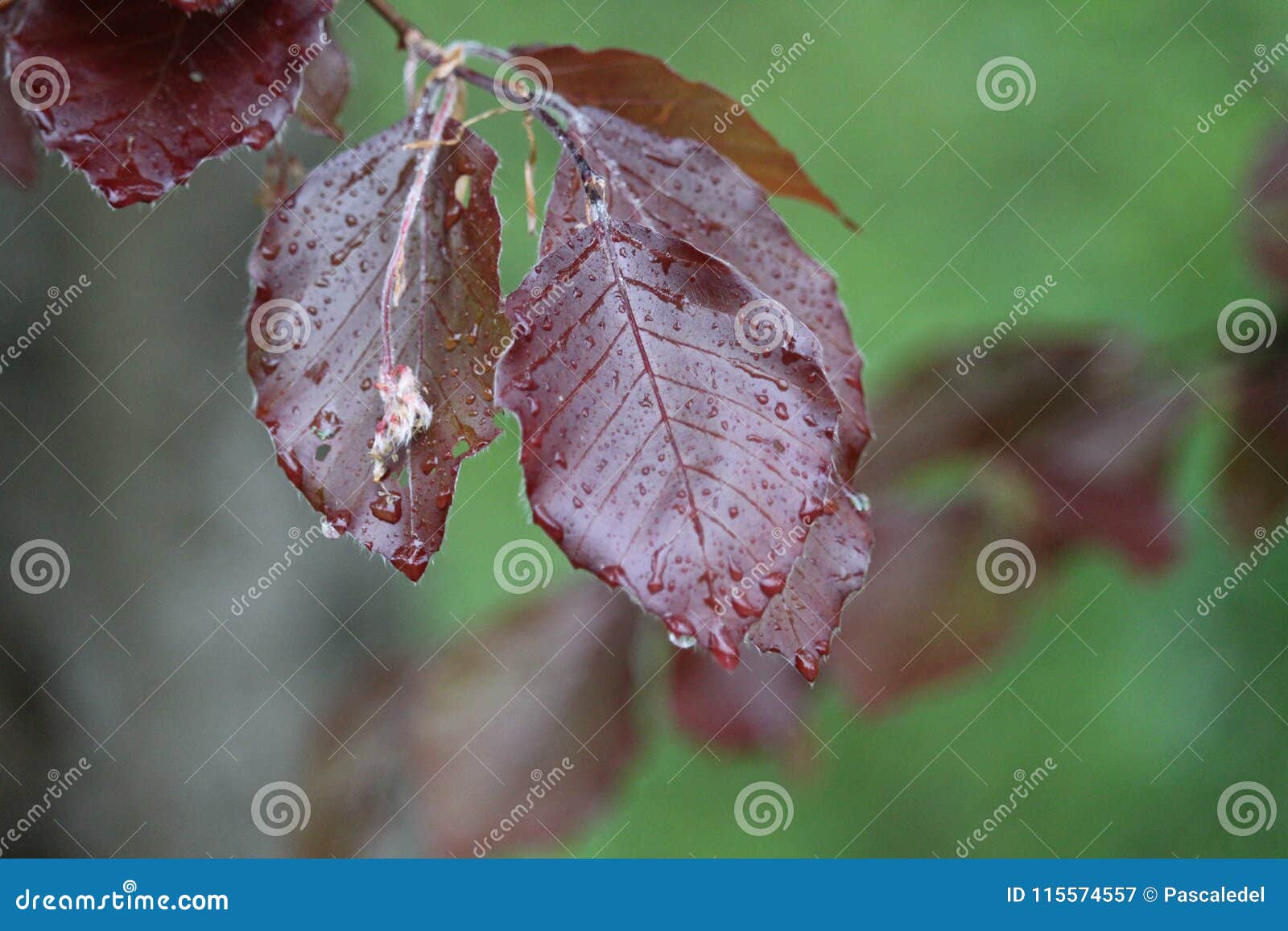 Red Leaf with Water Droplets Stock Image - Image of spring, wings ...