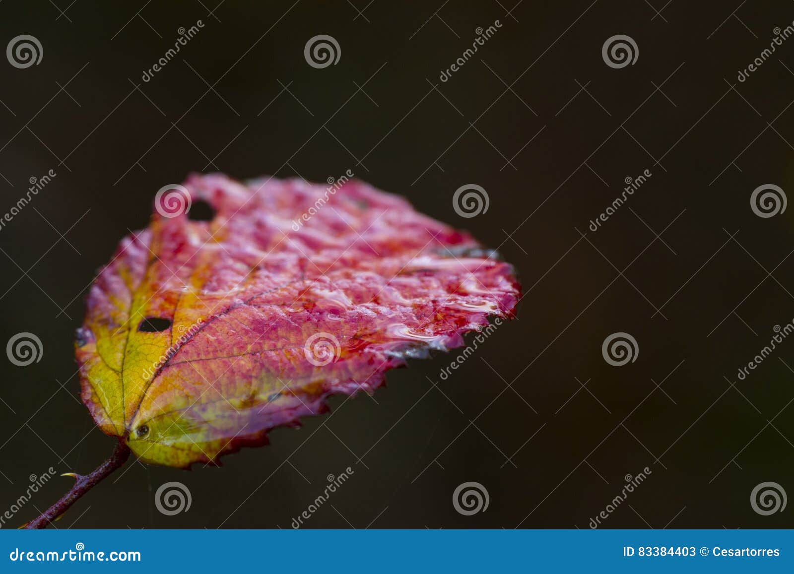 Red leaf with water drops stock image. Image of portugal - 83384403