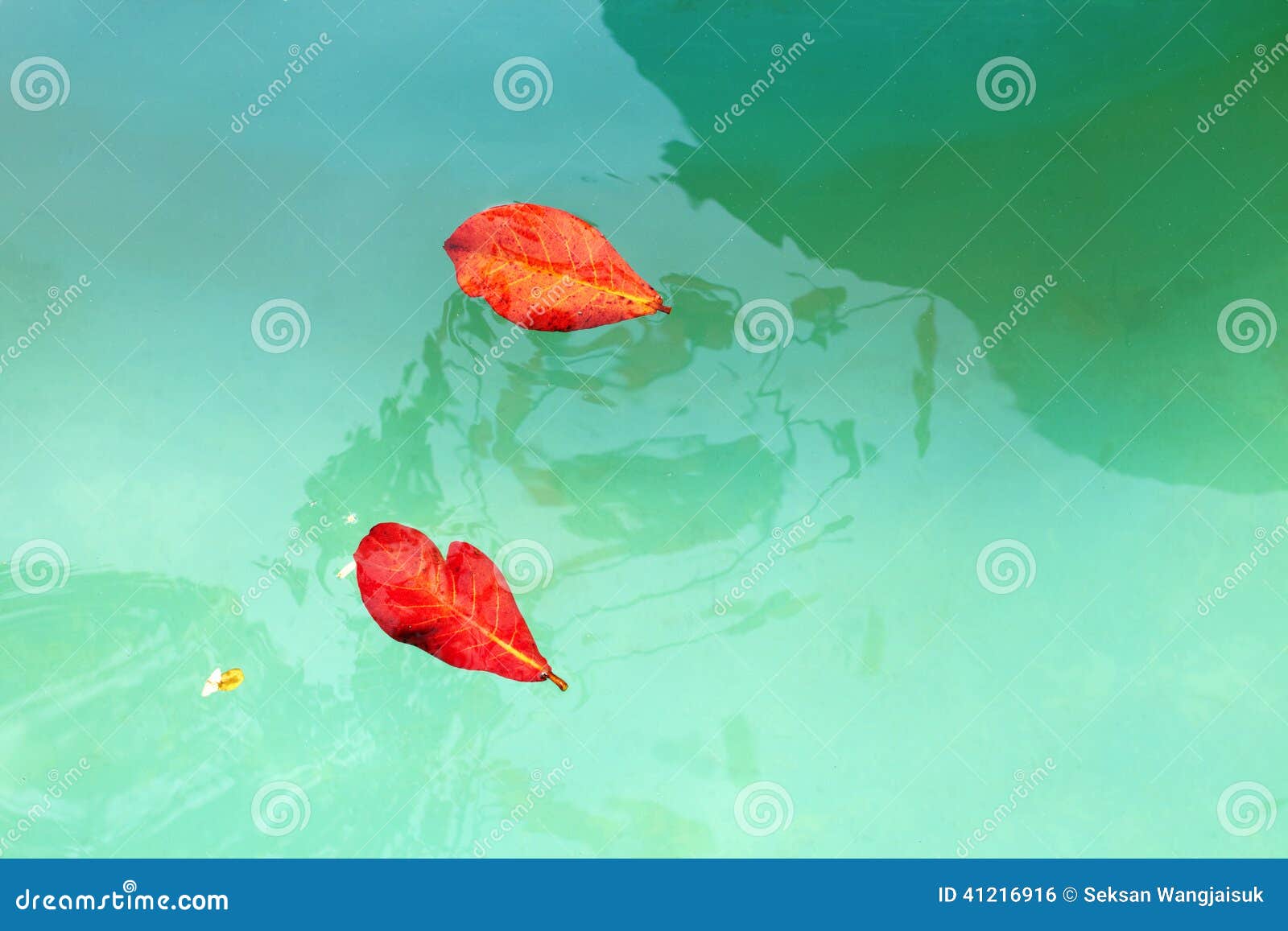 Red leaf on water stock photo. Image of pond, golden - 41216916