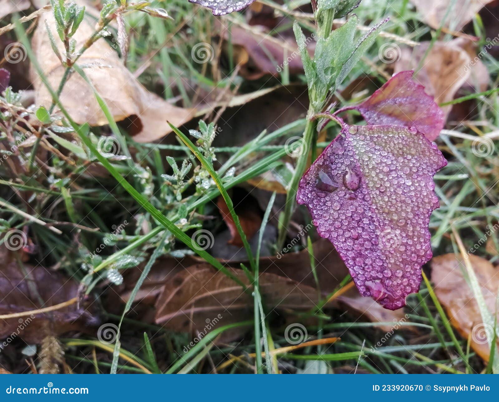 The Red Leaf of the Weed is Covered with Small Drops of Dew. Stock ...