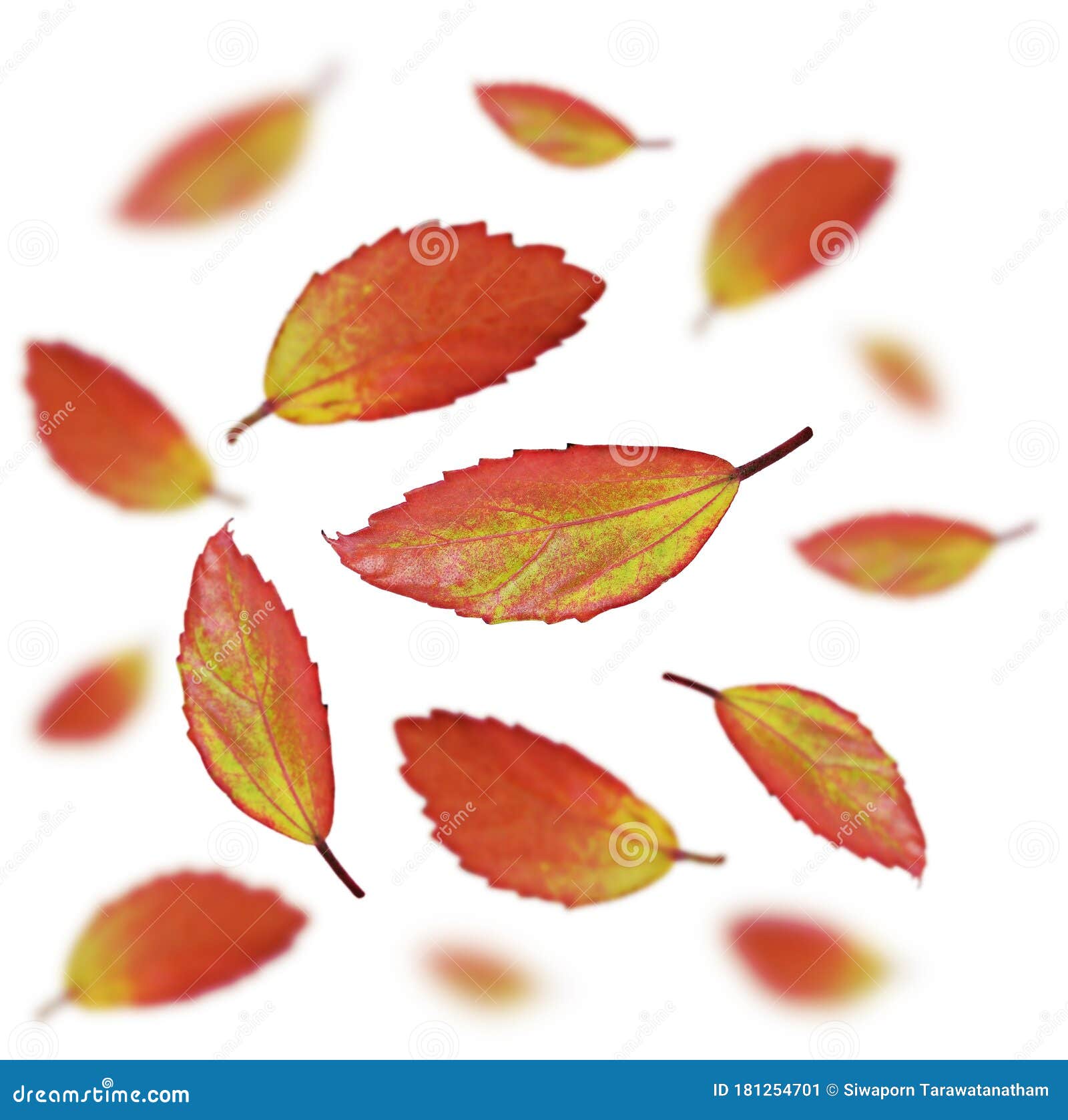 Red Leaf on White Background Stock Image - Image of object, color ...