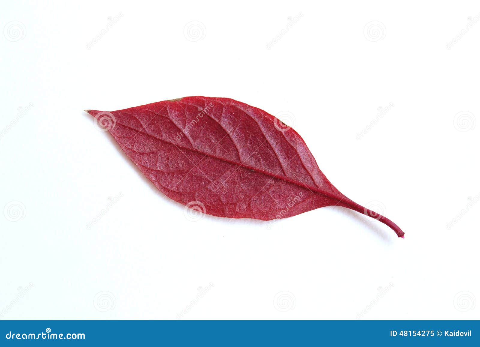Red leaf stock image. Image of macro, vein, bright, decorative - 48154275