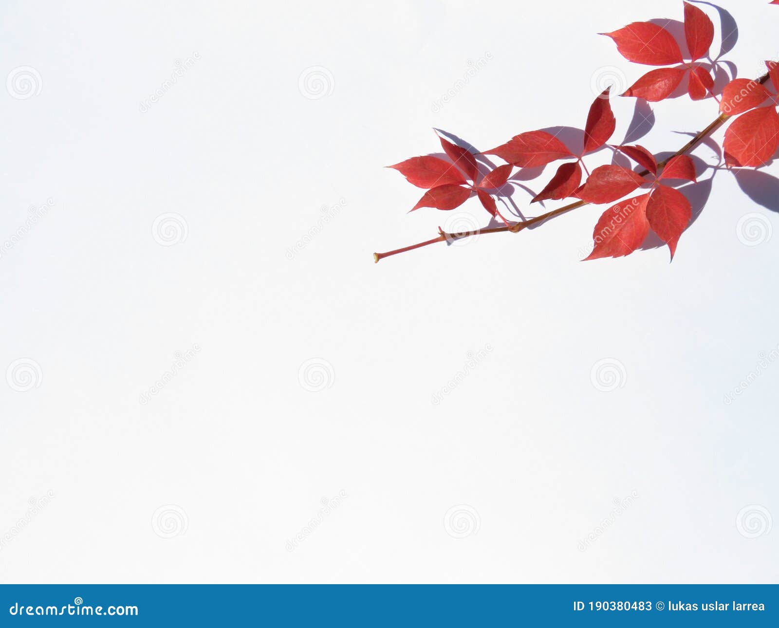 Red Leaf with a White Background Stock Image - Image of pink, leaf ...