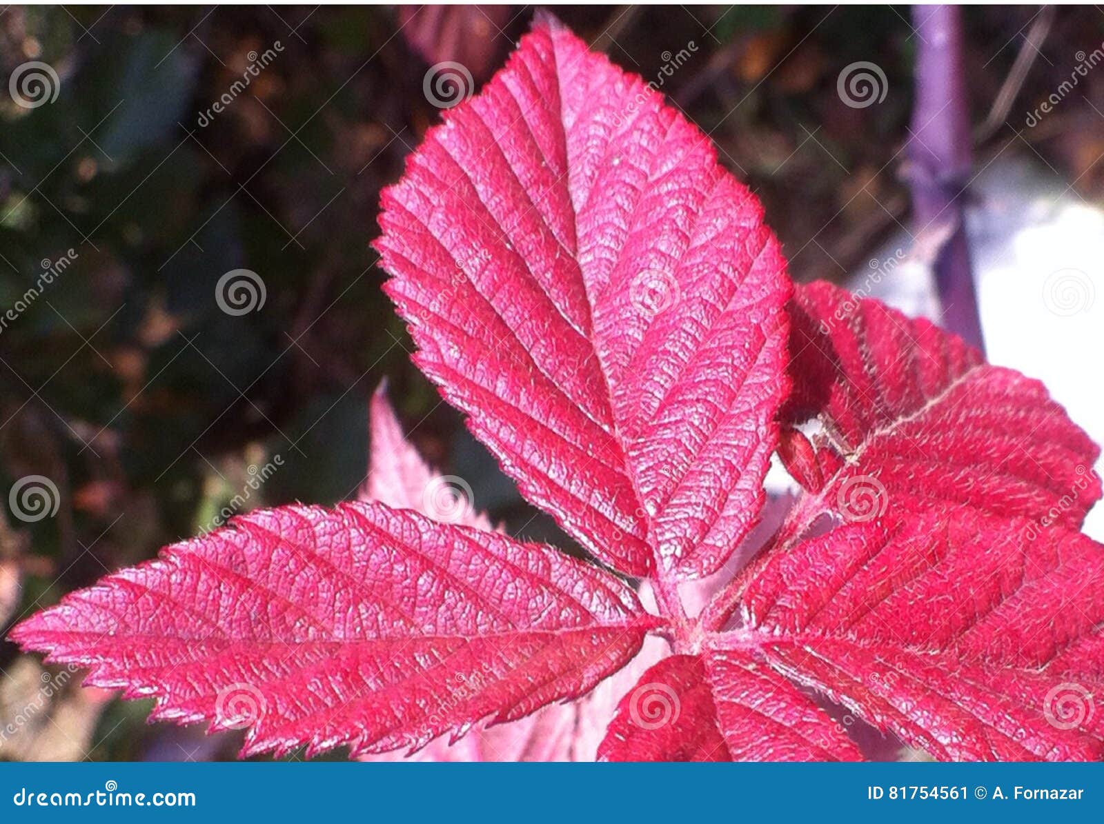 Red leaf stock image. Image of winter, tasty, small, leaf - 81754561