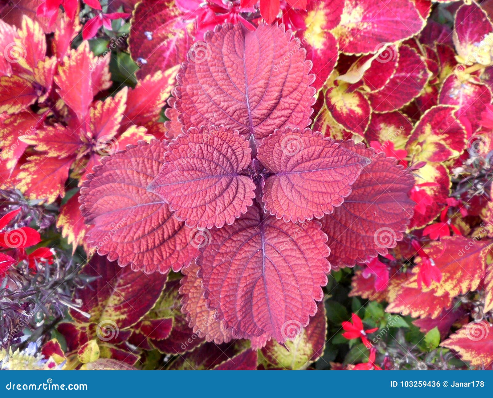 Red leafs stock photo. Image of plant, flower, trauttmansdorff - 103259436