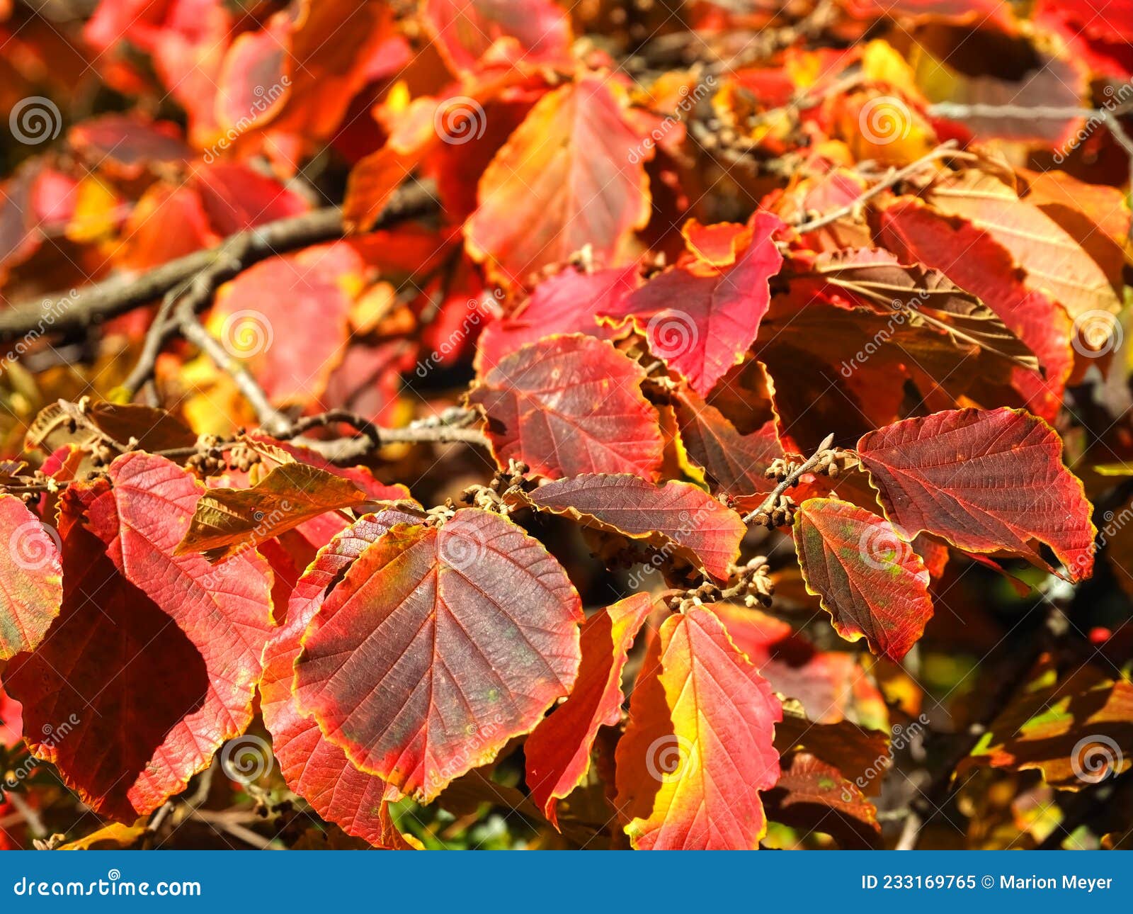 Colors of Autumn Fall : Red Leafs of a European Beech Tree Stock Image ...