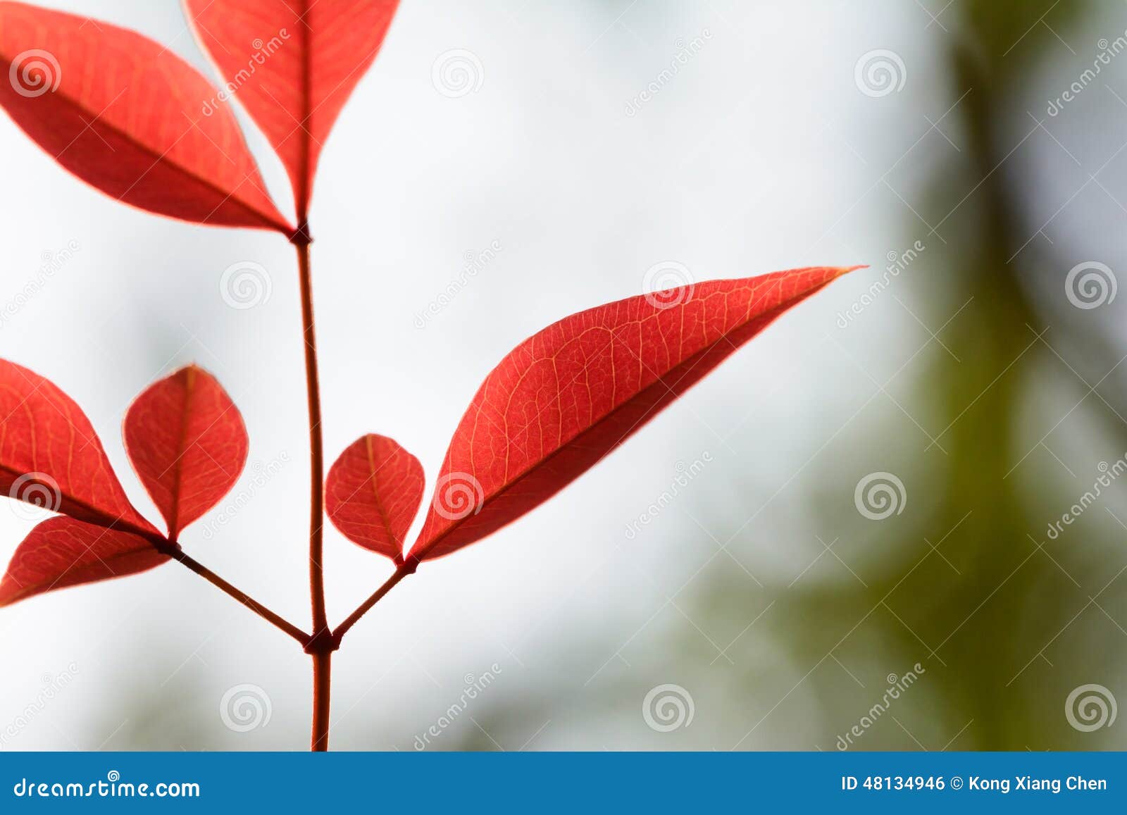 Red leafs stock photo. Image of close, leaves, detail - 48134946