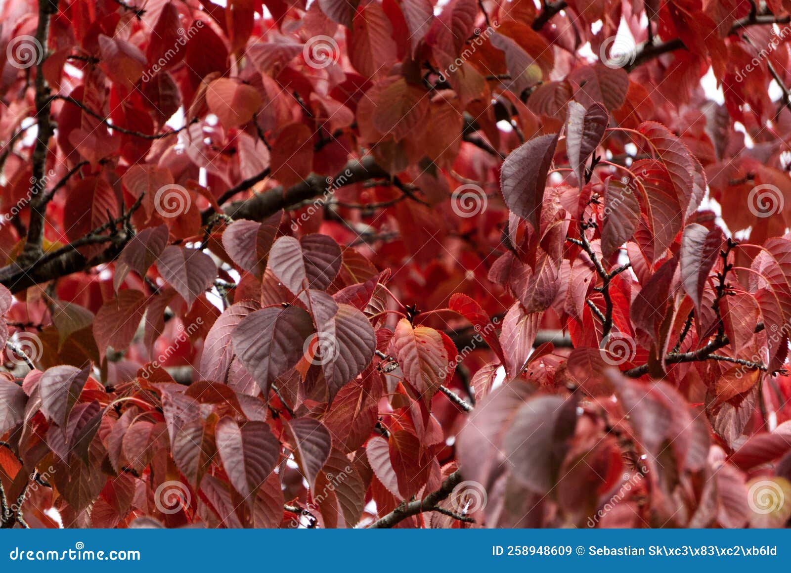 Red Leafs High Up in a Tree Stock Image - Image of high, tree: 258948609