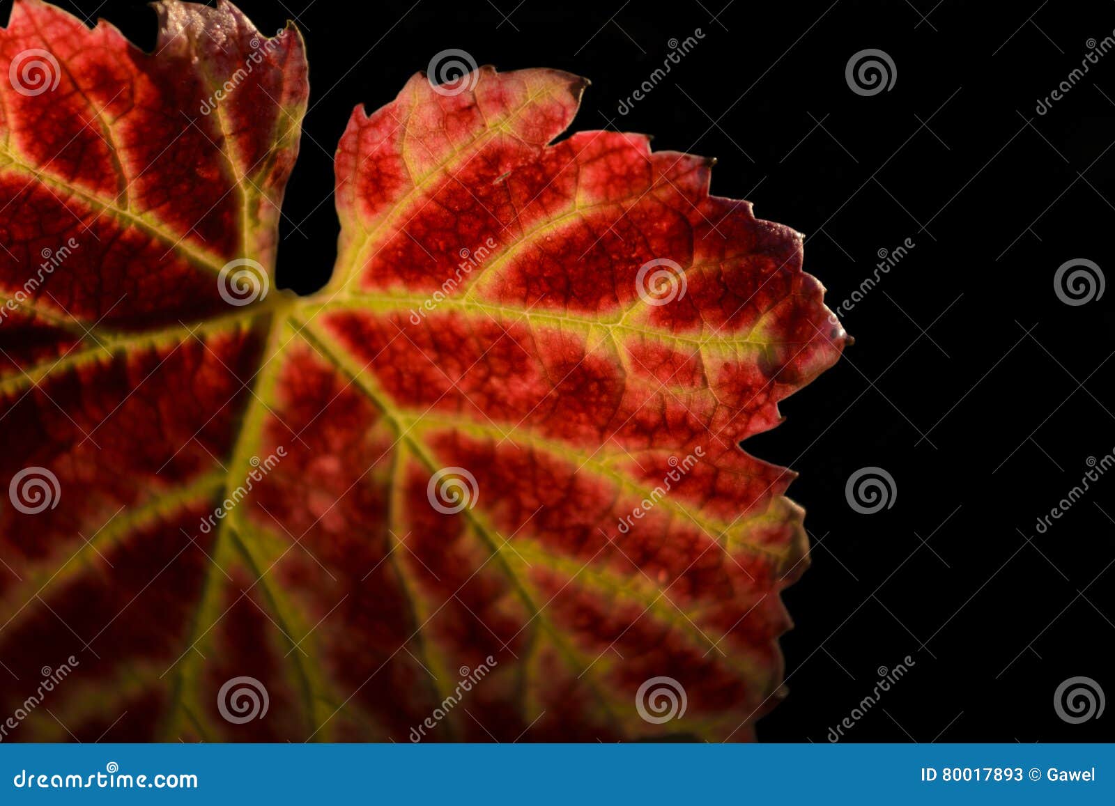 Red Leave of Vine with a Black Background Stock Image - Image of orange ...