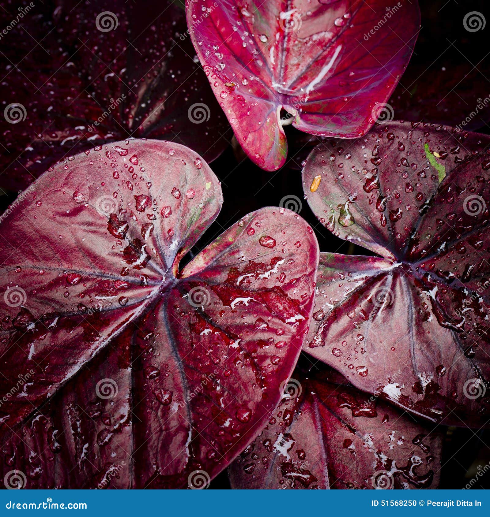 Red Leave with Water Drop Background Stock Photo - Image of cool ...