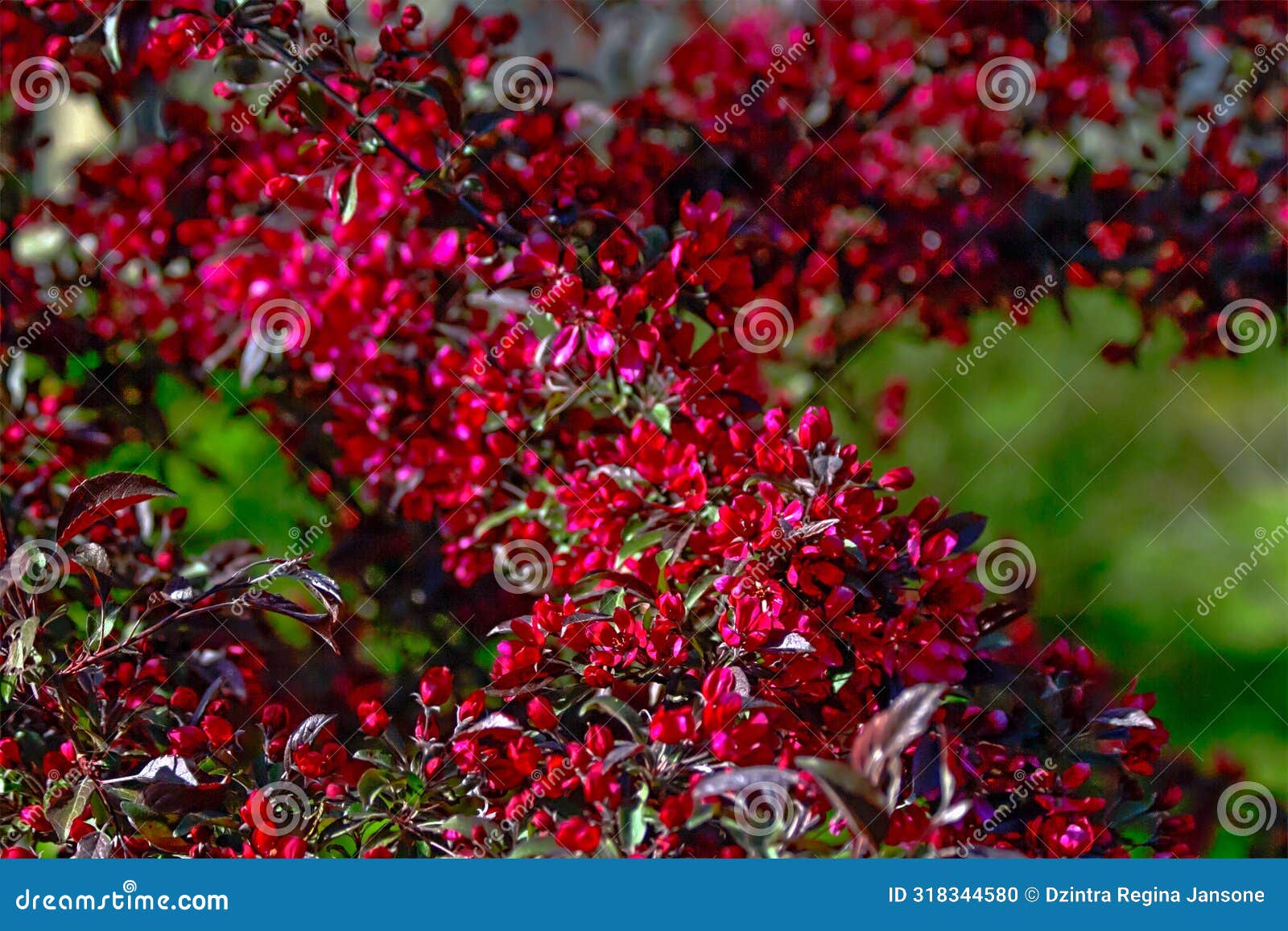 - Red-leaved, Red-berry Apple Tree Branches Close-up. Stock Photo ...