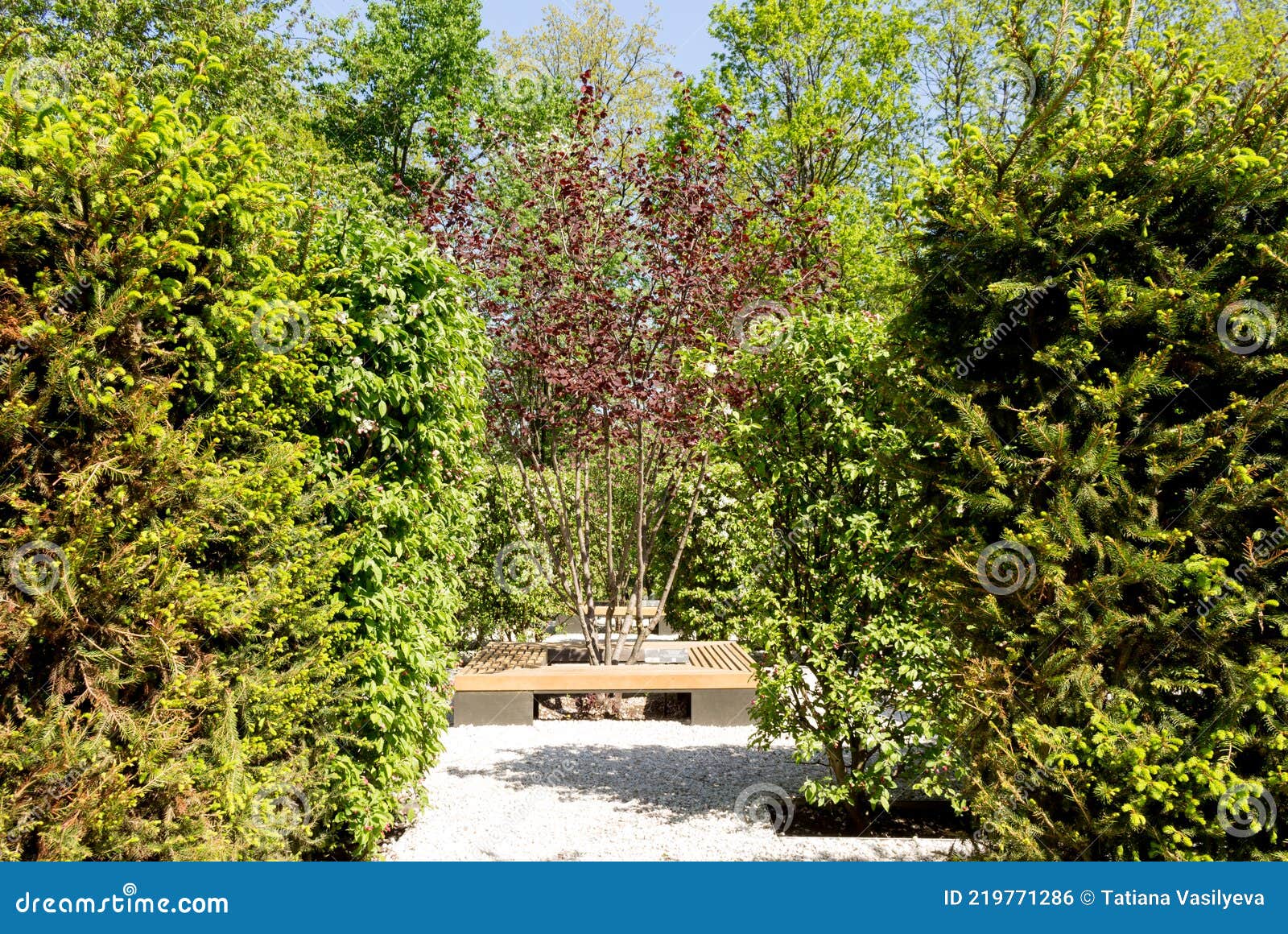 Red-leaved hazel tree stock photo. Image of hazel, botany - 219771286