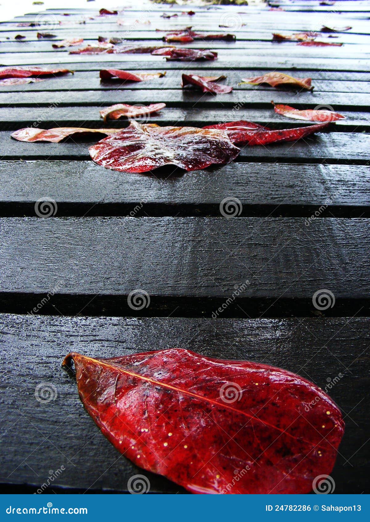 Red leaves stock photo. Image of leaf, eaves, leaves - 24782286