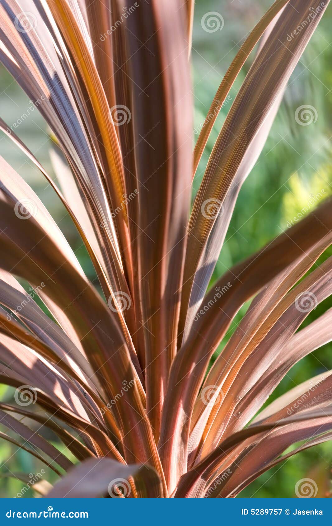 2,354 Spiky Red Plant Photos - Free & Royalty-Free Stock Photos from ...