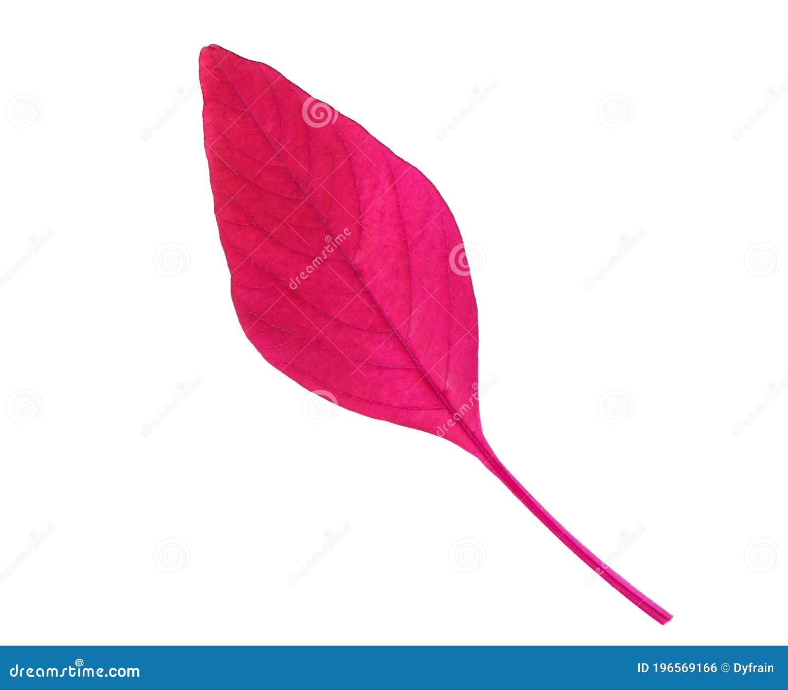 Red Leaves of Amaranth Isolated. Autumn Leaves of Amaranthus Stock ...