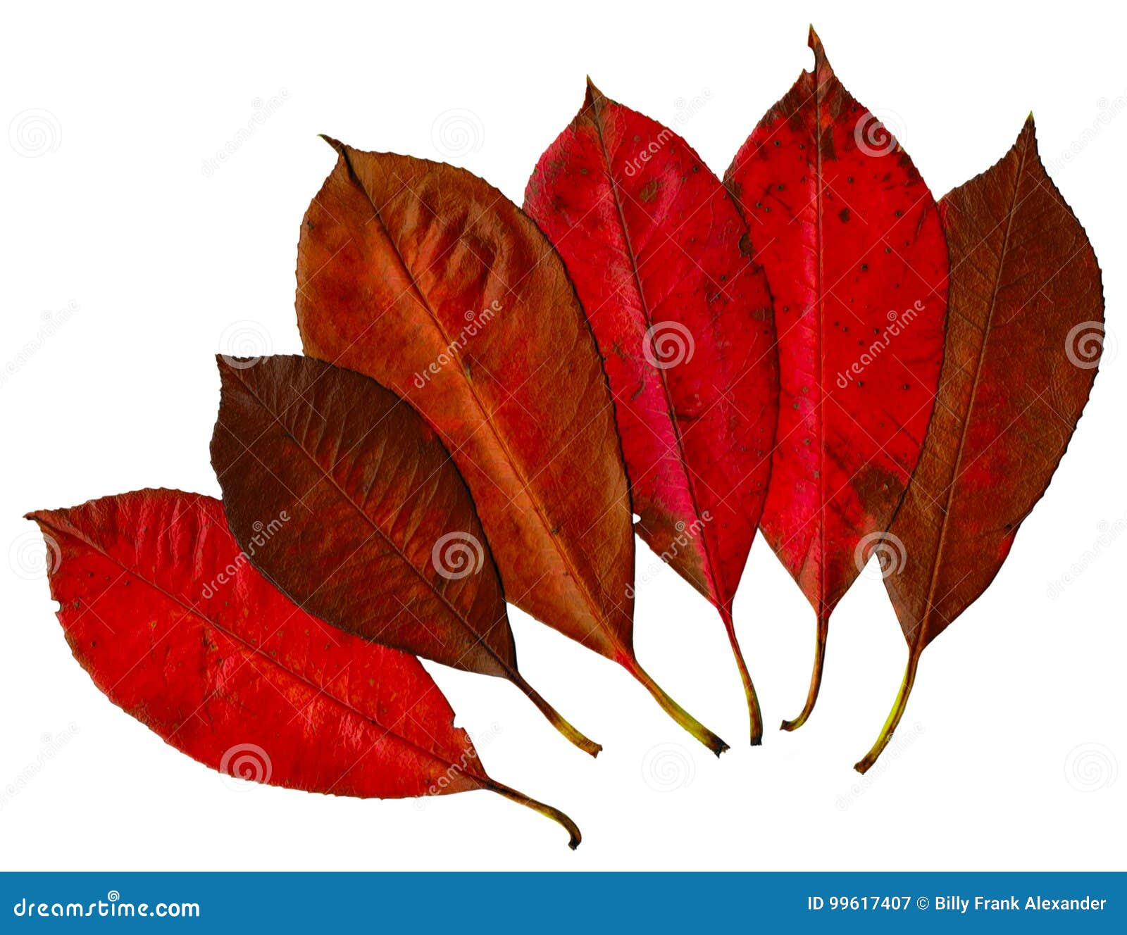 Red Leaves stock image. Image of colours, flat, leaf - 99617407