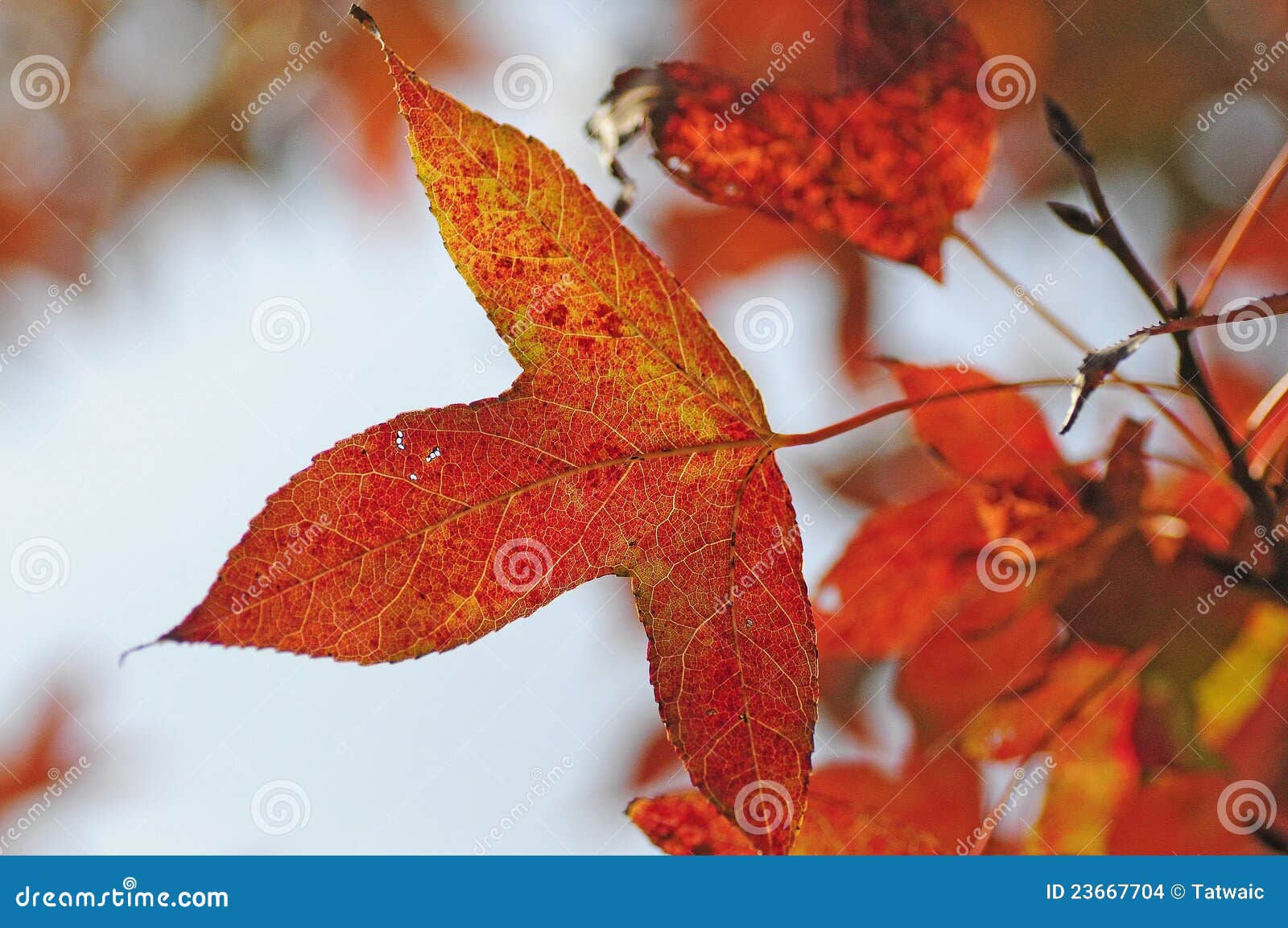 Red leaves in autumn stock photo. Image of fall, leaves - 23667704