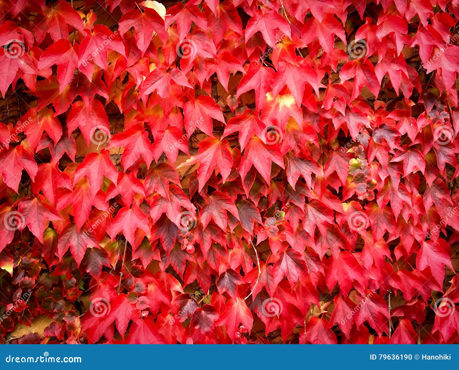 Red Leaves Autumn Background Stock Photo - Image of overgrown ...