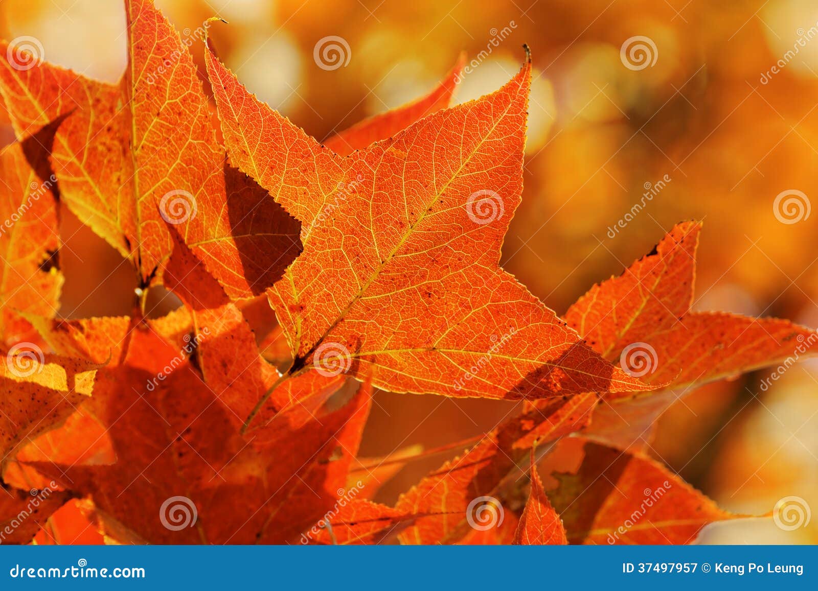Red leaves in autumn stock image. Image of fall, branch - 37497957