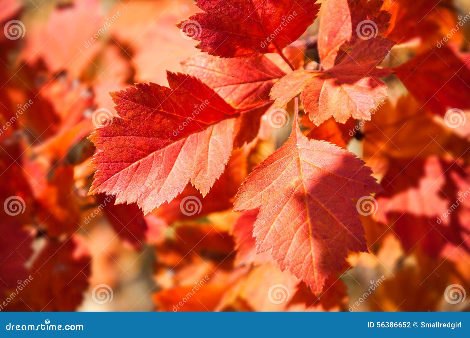 Red Leaves in Autumn Forest. Stock Photo - Image of macro, park: 56386652