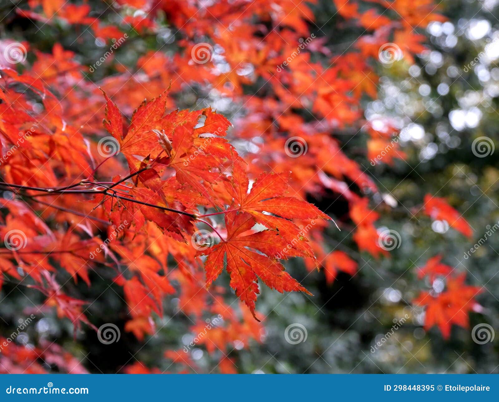 Red Leaves in Autumn of Maple Tree, Fall Foliage Stock Image - Image of ...