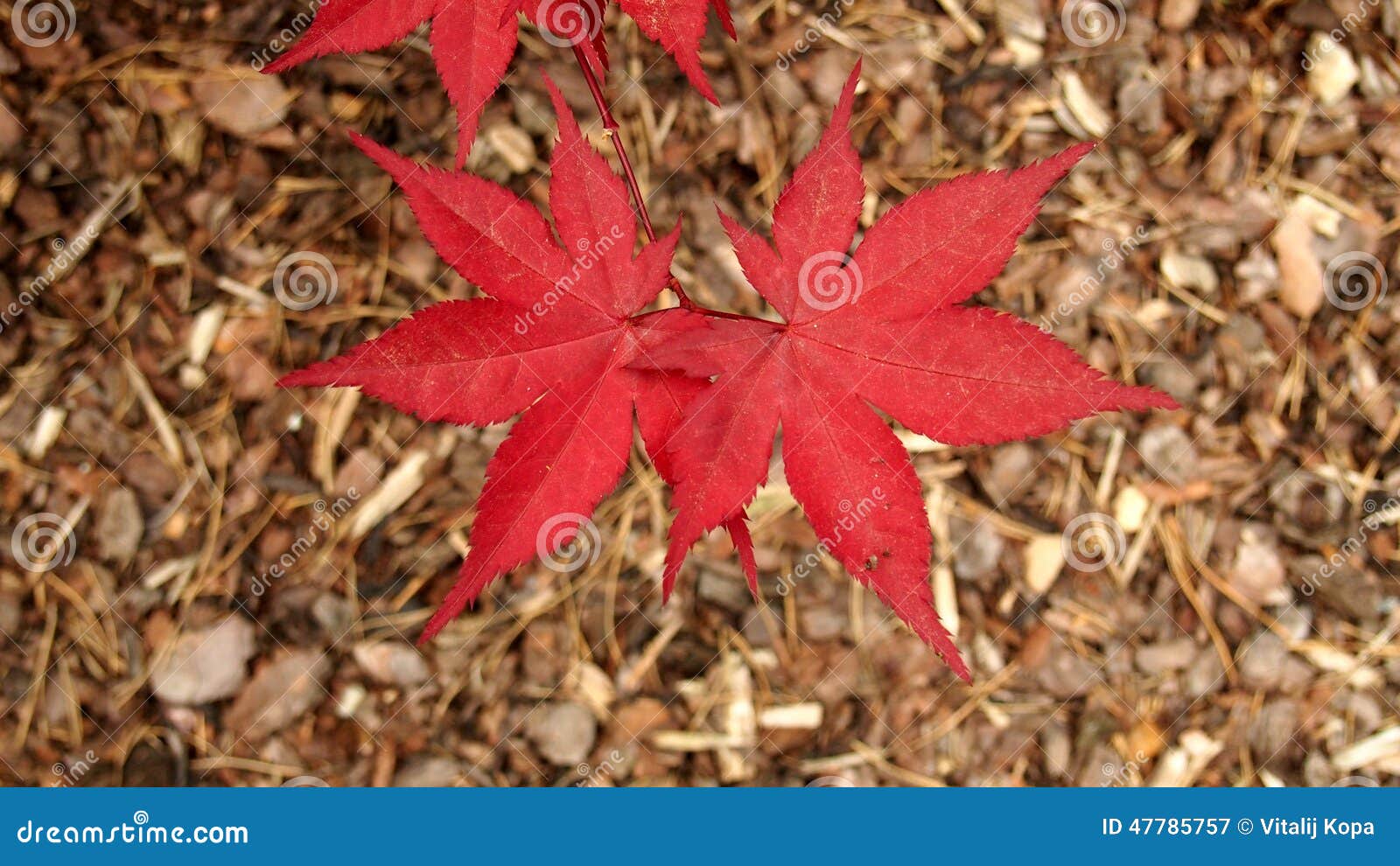 Autumn red leaves stock image. Image of beauty, lights - 47785757