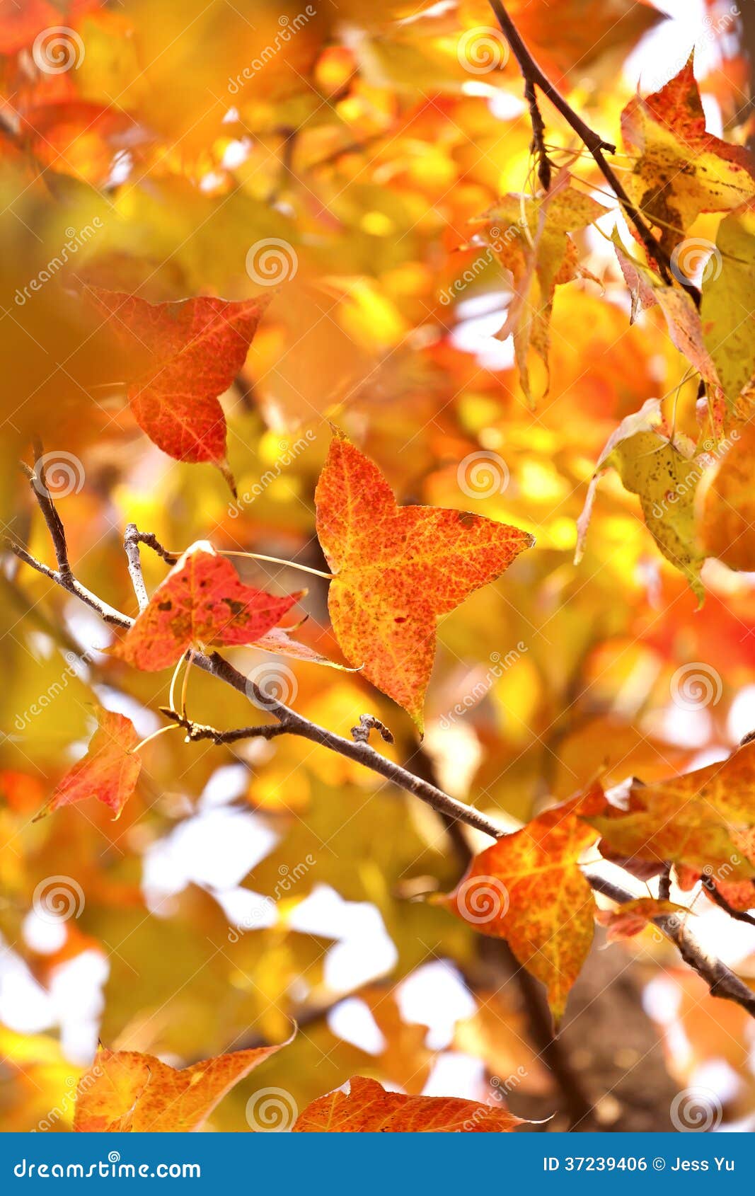 Red Leaves in Autumn Season Stock Photo - Image of environment, botany ...