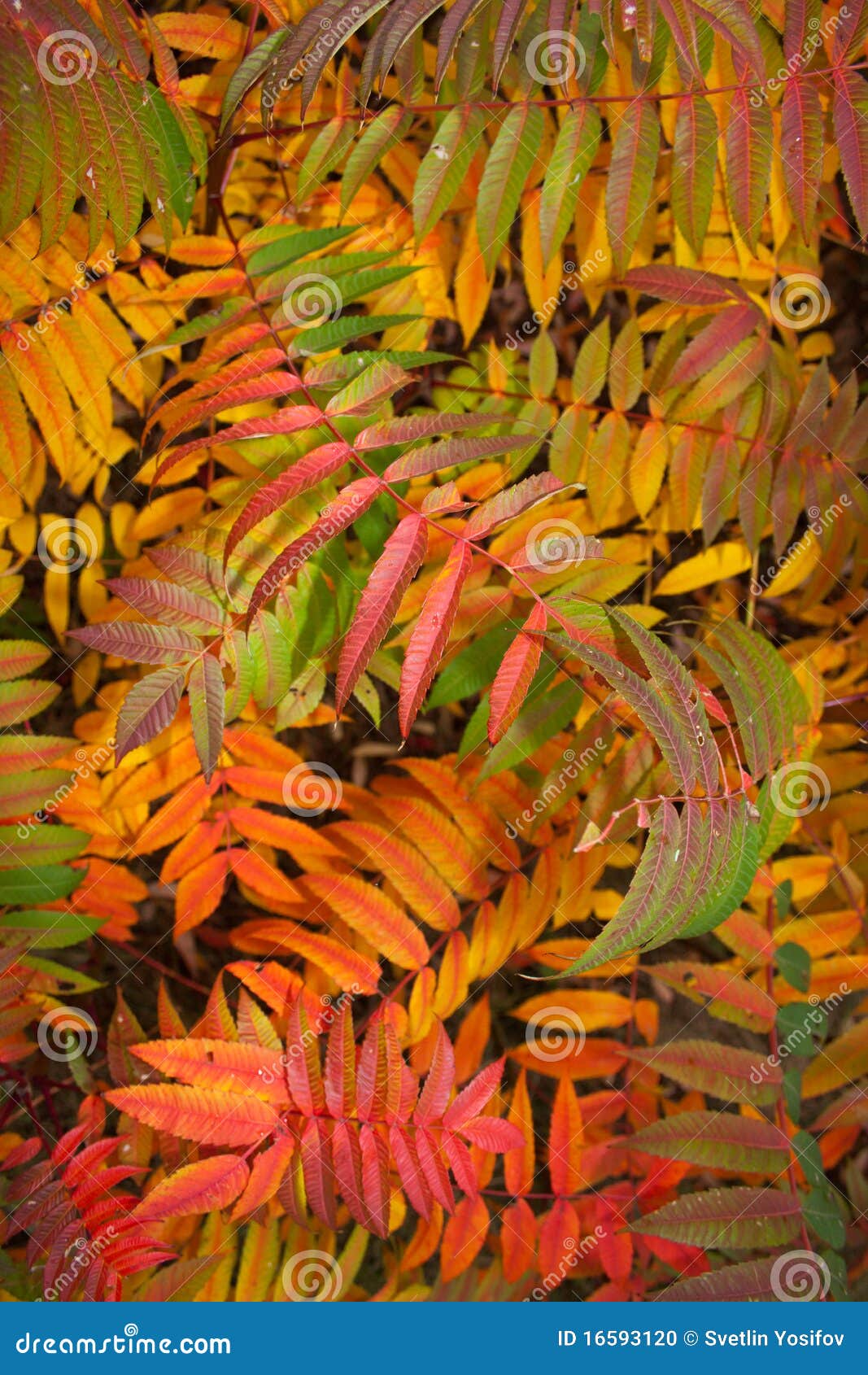 Red leaves background. stock photo. Image of season, autumnal - 16593120