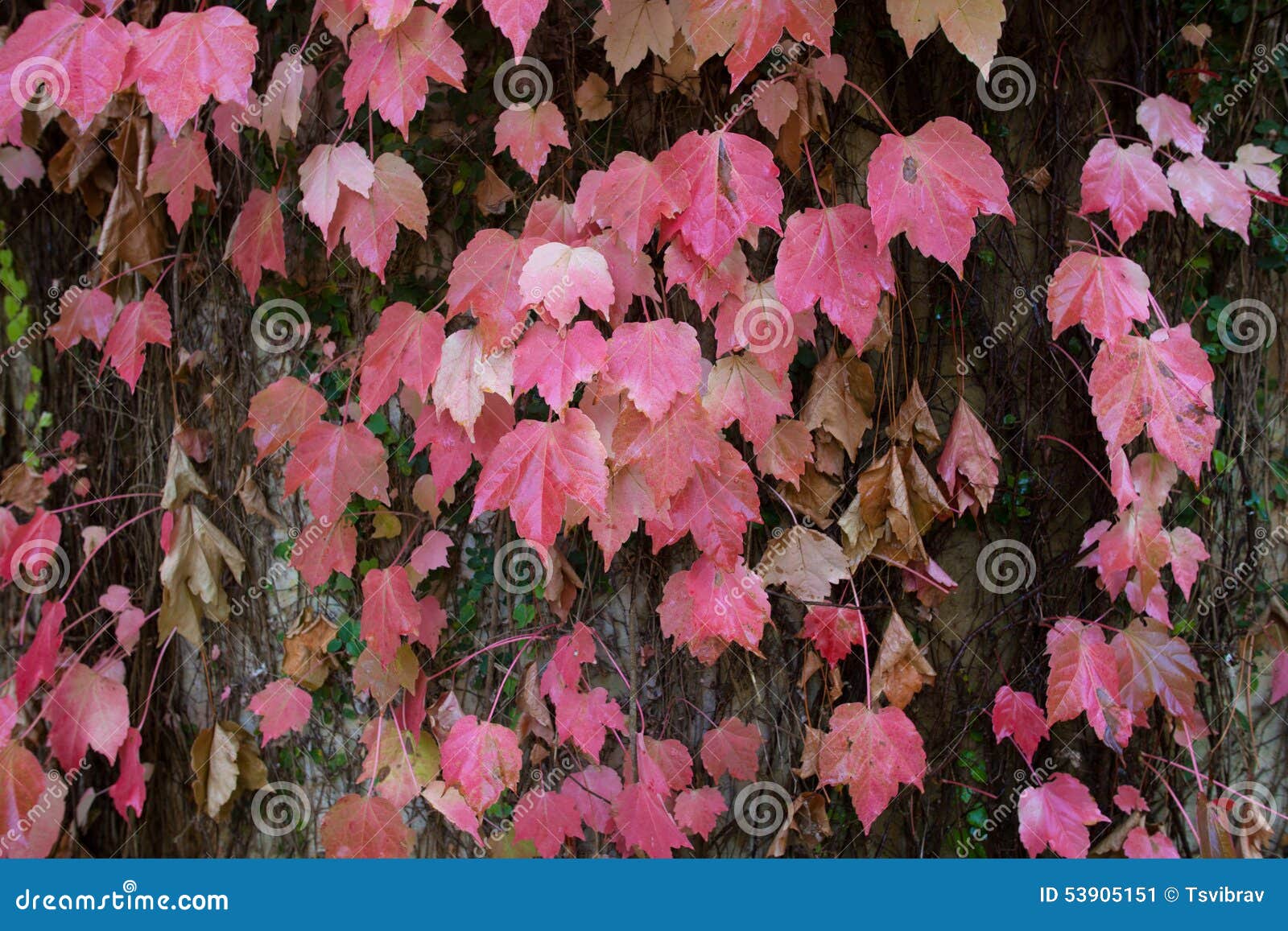 Red leaves background stock image. Image of organic, leaves - 53905151
